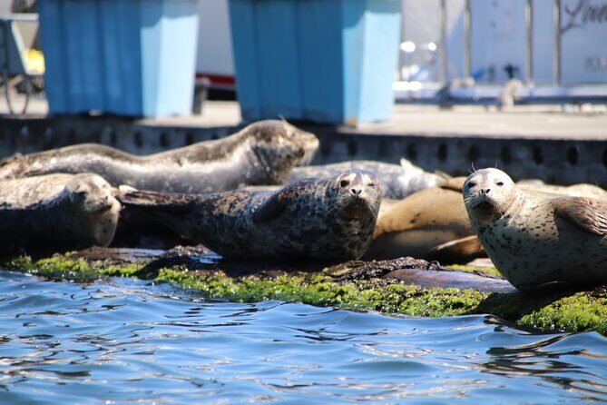 Liberty Bay Wildlife Kayaking - Key Points