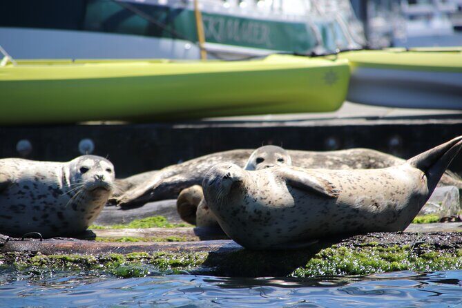 Liberty Bay Wildlife Kayaking - Including What Matters for Your Experience