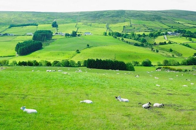 Liberty Irish Tours Dublin City & Wicklow Mountains Luxury Car Shore Excursion - Who This Tour Is Best For