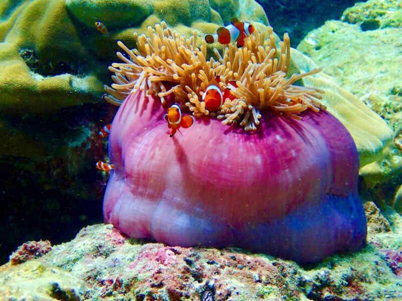 Libong: Ko Lao Liang and Takieng by Private Long-Tail Boat - Final Thoughts: Is This Tour Right for You?