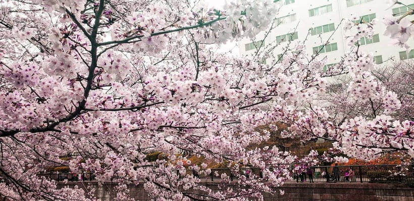 Licensed Guide Tokyo Meguro Cherry Blossom Walking Tour - Introduction