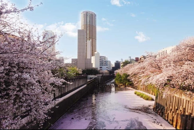 Licensed Guide Tokyo Meguro Cherry Blossom Walking Tour - Key Points