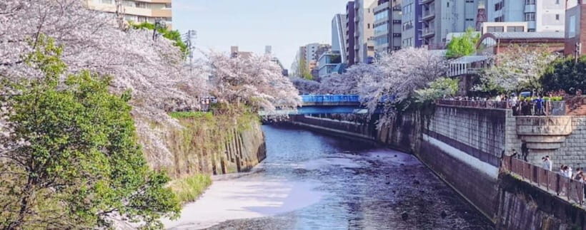 Licensed Guide Tokyo Meguro Cherry Blossom Walking Tour - The Sum Up