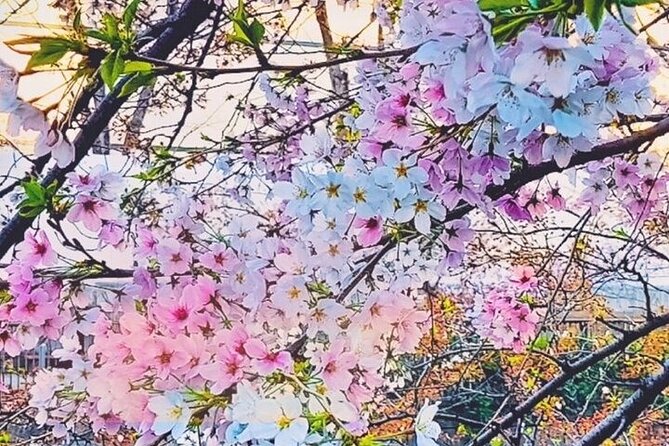 Licensed Guide Tokyo Meguro Cherry Blossom Walking Tour - Highlights of the Tour