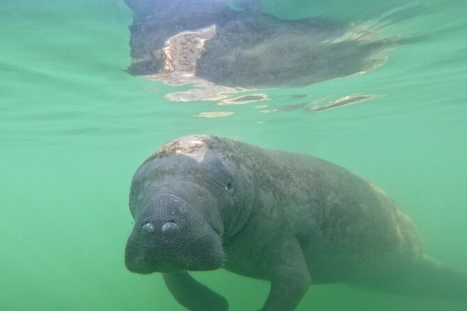 Lido Key Pedal Kayak Tour in Sarasota - Exploring Marine Life