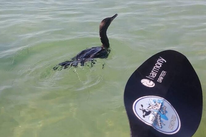 Lido Key Pedal Kayak Tour in Sarasota - Customer Feedback and Highlights