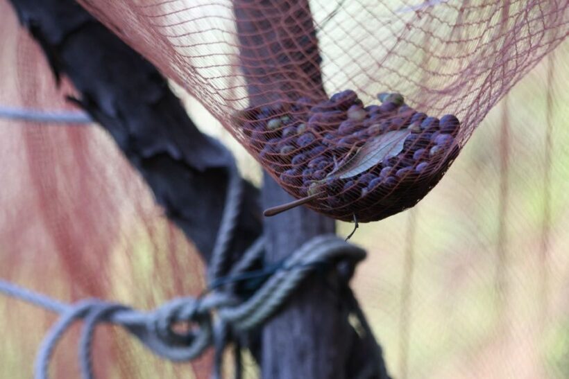 Lievàntu Wine Experience: Tour & tasting in Levanto Valley - Key Points