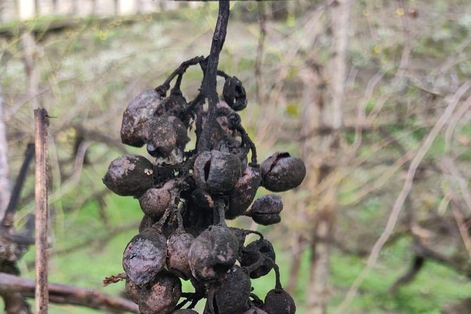 Lifestyle of The Ancient Rich: Domus & Villa in Pompeii, Oplontis and Boscoreale - FAQ