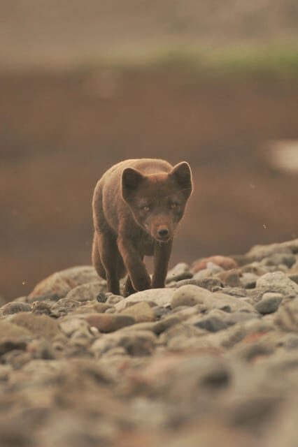 Lightweighted walk through wild Arctic Nature - The Sum Up: A Genuine Arctic Connection