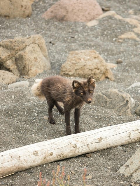 Lightweighted walk through wild Arctic Nature - FAQ