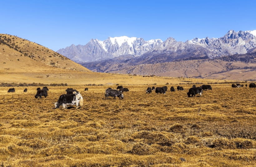 Lijiang Private Tour: Jade Dragon Snow Mountain&Baisha Town - Practical Details and Value