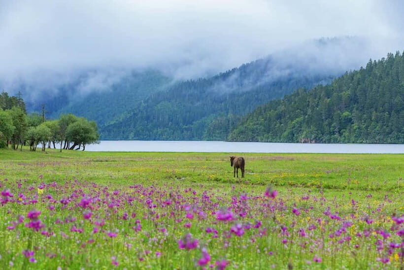 Lijiang: Pudacuo National Park and White Water Terrace Tour - Exploring Pudacuo National Park: What You Can Expect