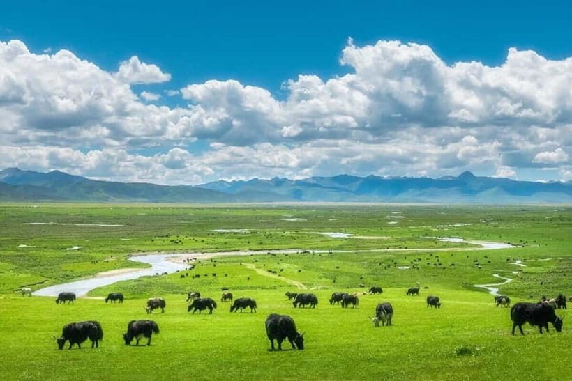 Lijiang: Yulong Snow Mountain, Blue Moon Valley & Show - Ascending Yulong Snow Mountain: Yak Cableway and Views