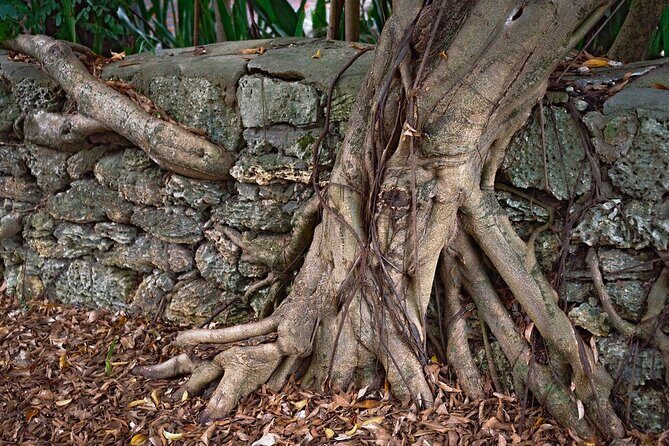 Lil Bahamas Coconut Grove Tour - Frequently Asked Questions (FAQs)