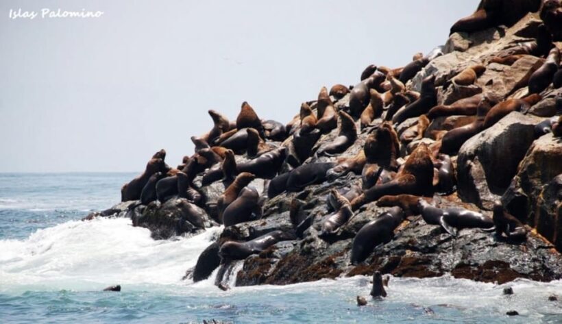 Lima: Excursion to Palomino Island | Entrance, sea lions | - Key Points