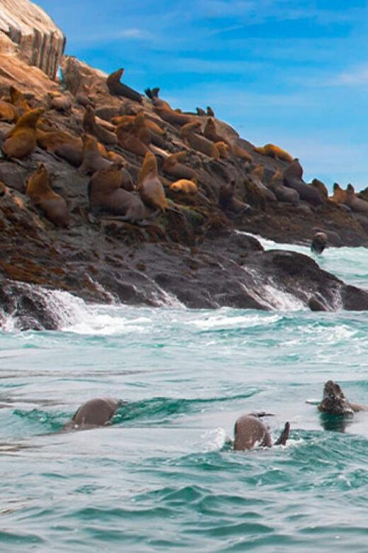 Lima: Excursion to Palomino Island | Entrance, sea lions | - Who Will Appreciate This Tour?