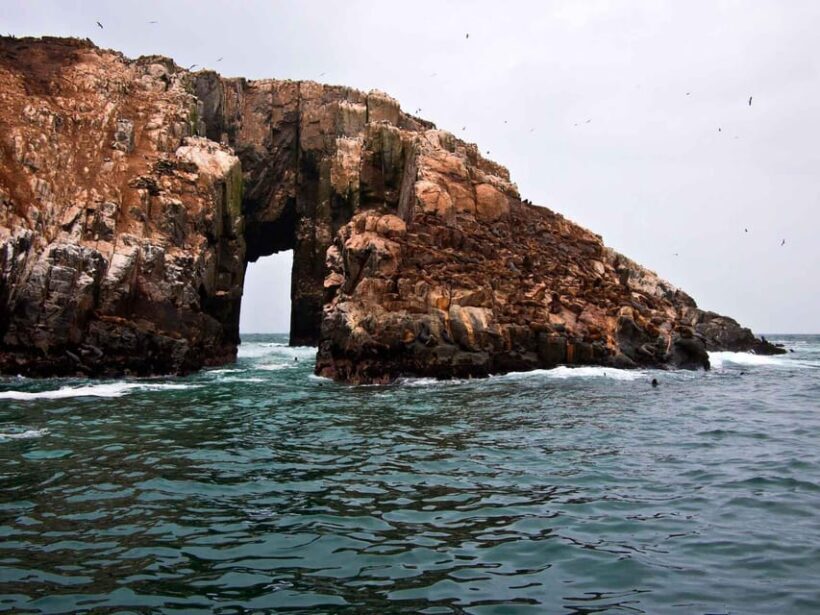 Lima: Excursion to Palomino Island | sea lions | - What to Expect and Why It Matters