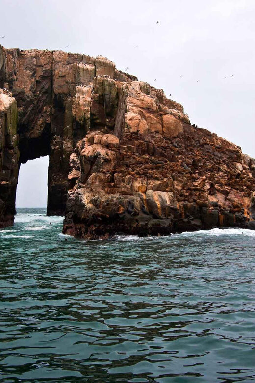 Lima: Excursion to Palomino Island | sea lions | - Who This Tour Is Best For