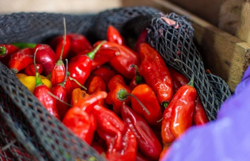 Lima: Historic Center Street Food, Market, and Eateries Tour - FAQ