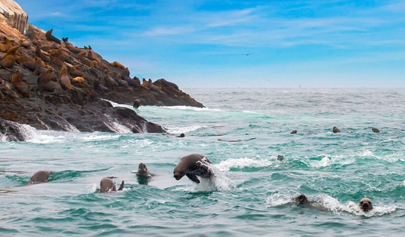 Lima : Islas Palomino - Swim with the Sea Lions - Final Thoughts