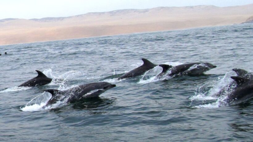 Lima | Islas Palomino Tour | Swim with Sea Lions - What You Can Expect from the Islas Palomino Tour