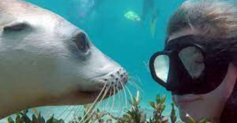 Lima | Islas Palomino Tour | Swim with Sea Lions - Final Thoughts: Is This Tour for You?