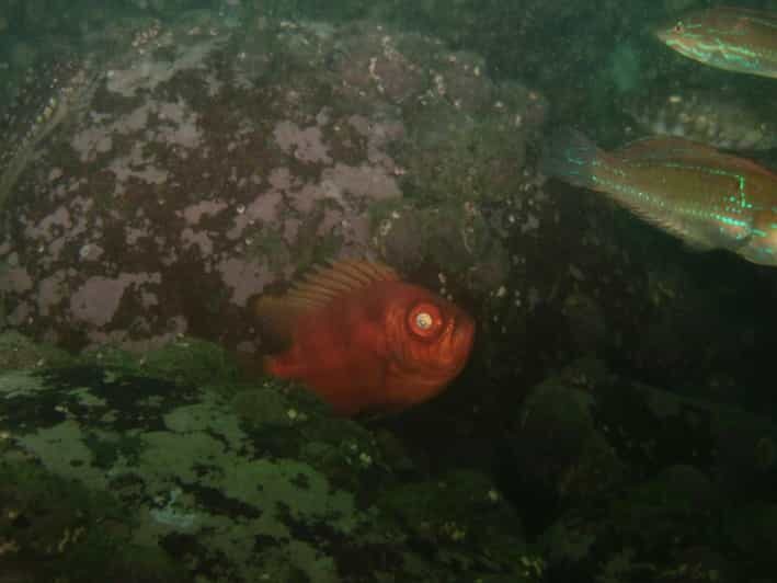 Lima: Night Dive in Pucusana - Key Points