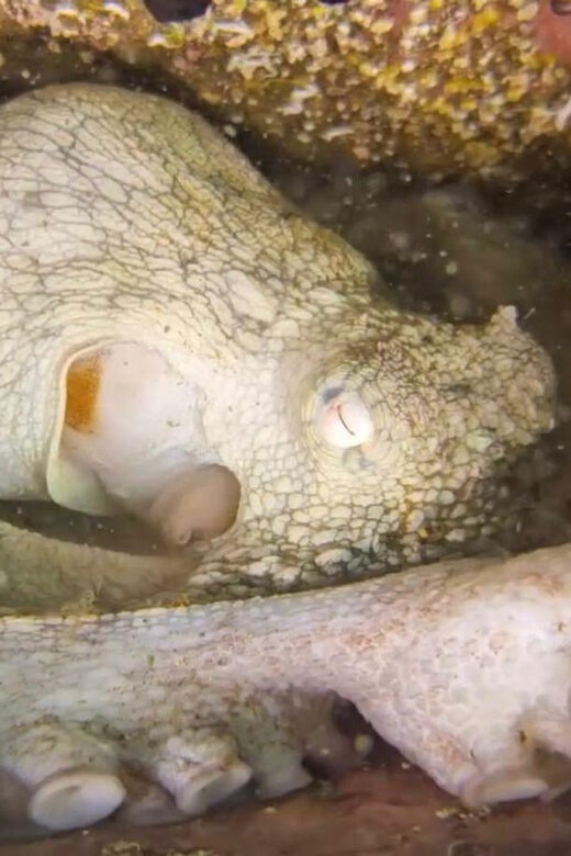 Lima: Night Dive in Pucusana - A Detailed Look at the Night Dive Experience