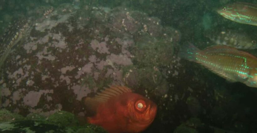 Lima: Night Dive in Pucusana - Why This Tour Stands Out