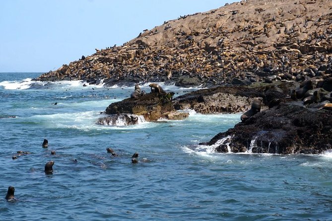Lima: Palomino Islands Excursion & Swimming With Sea Lions With Hotel Transfers - Participant Guidelines and Conditions