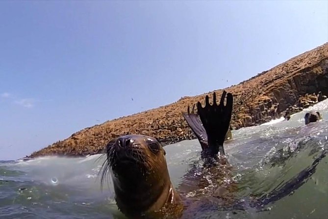 Lima: Palomino Islands Excursion & Swimming With Sea Lions With Hotel Transfers - Customer Experiences and Feedback