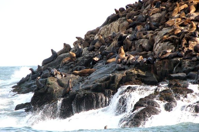 Lima: Palomino Islands Excursion & Swimming With Sea Lions With Hotel Transfers - Booking and Pricing Information