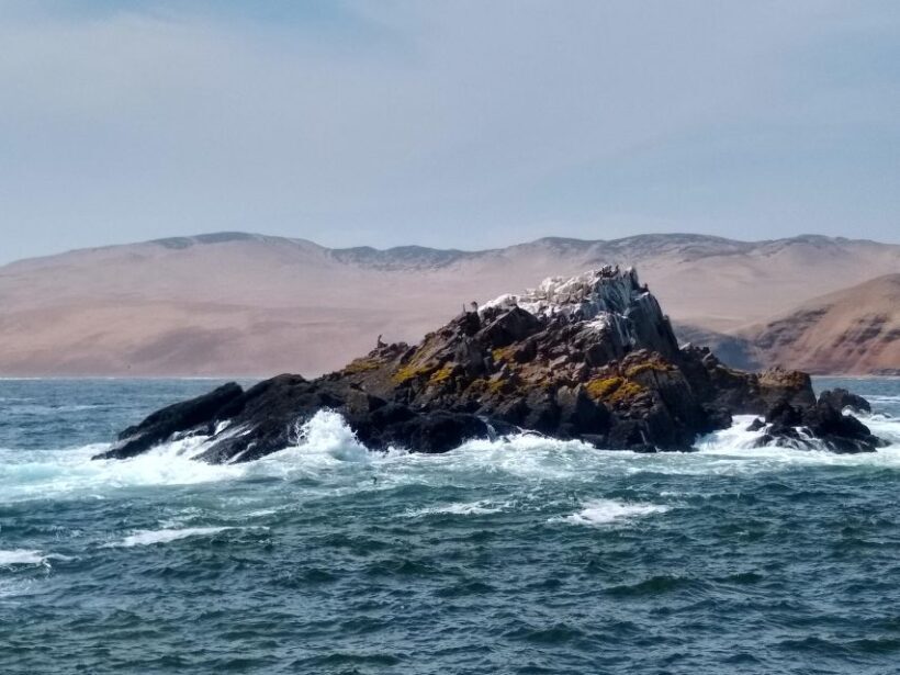 Lima: Palomino Islands Speedboat Tour & Swim with Sea Lions - Key Points