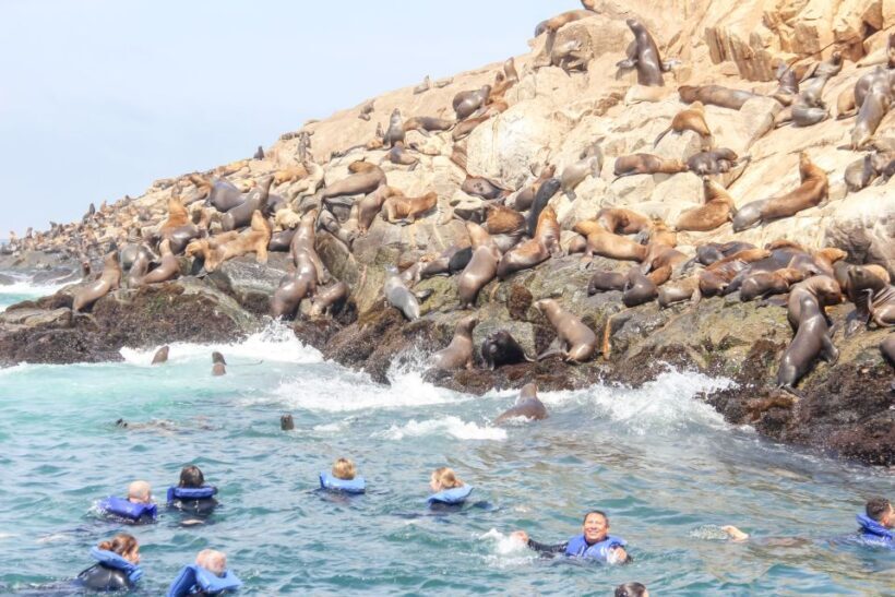 Lima: Palomino Islands Speedboat Tour & Swim with Sea Lions - An In-Depth Review of the Palomino Islands Speedboat Tour