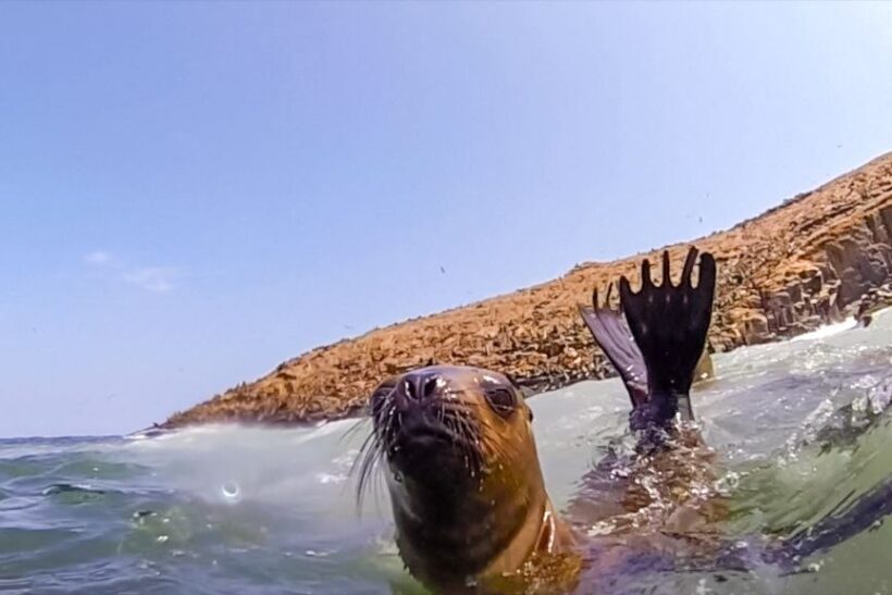 Lima: Palomino Islands Speedboat Tour & Swim with Sea Lions - What to Expect When You Swim with Sea Lions