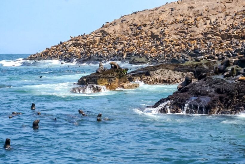Lima: Palomino Islands Speedboat Tour & Swim with Sea Lions - The Value of the Tour