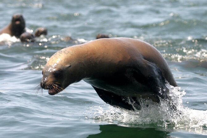 Lima Peru Sea Lions, History and Palomino Callao Islands - Accessibility and Group Size