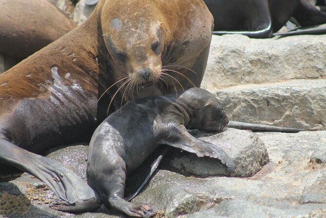 Lima Peru Sea Lions, History and Palomino Callao Islands - History of the Palomino Callao Islands