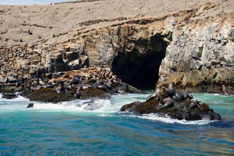 Lima: Sea Lion Swim and Wildlife Palomino Islands Cruise - Key Points