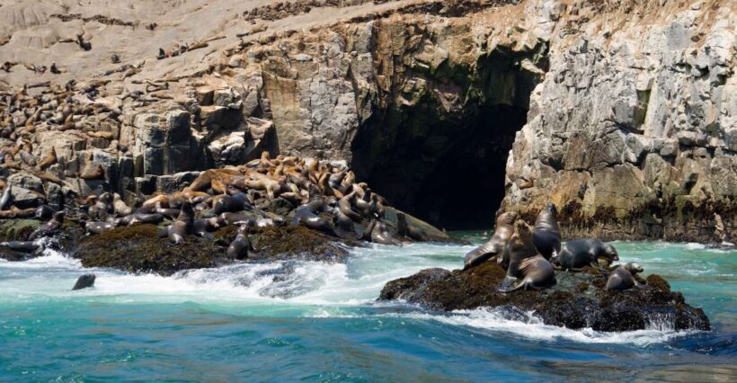 Lima: Sea Lion Swim and Wildlife Palomino Islands Cruise - Detailed Review of the Palomino Islands Cruise