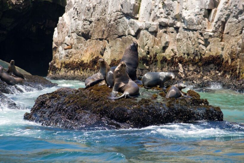 Lima: Sea Lion Swim and Wildlife Palomino Islands Cruise - The Sum Up