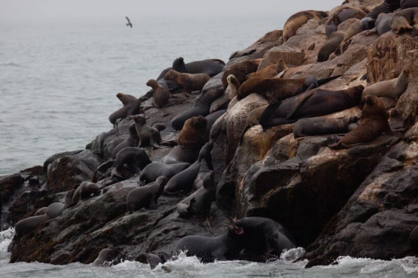 Lima: Sea Lion Swim and Wildlife Palomino Islands Cruise - FAQ
