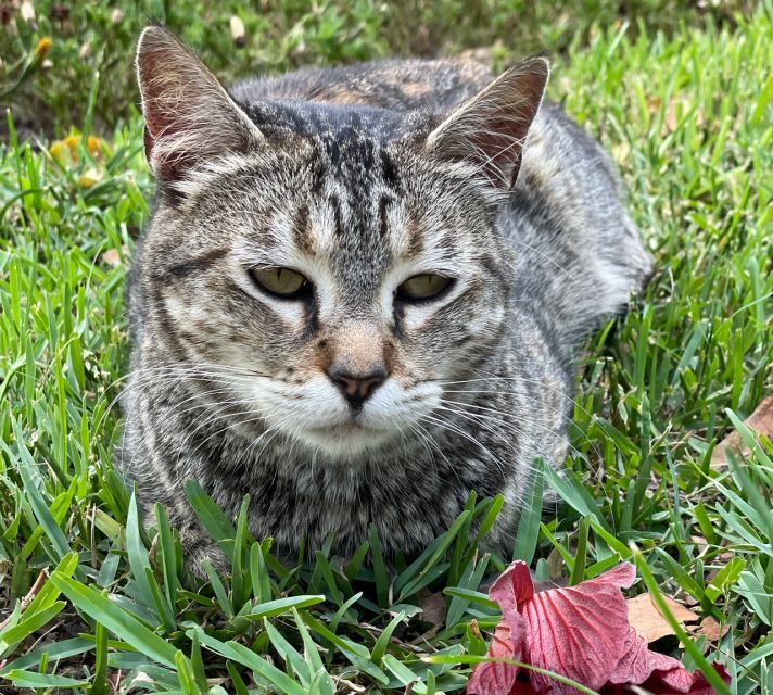 Lima: Tour in Miraflores, San Isidro, Barranco & Chorrillos - Key Points