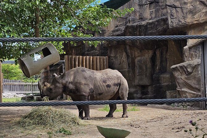 Lincoln Park Nature Museum and Zoo Public Walking Tour - A Deep Dive into the Experience