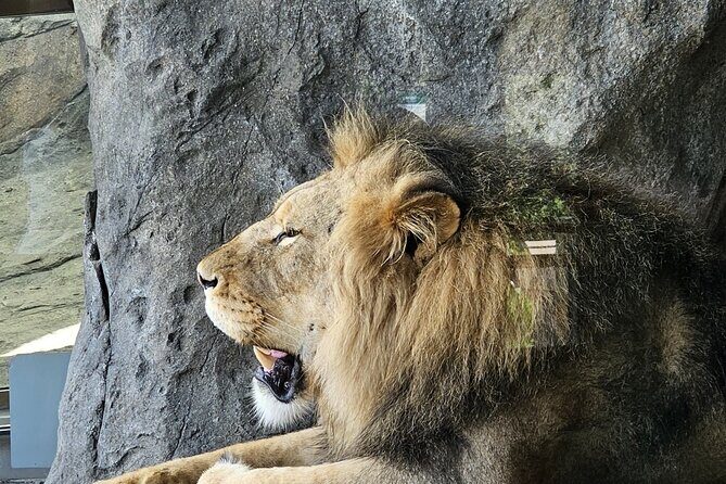 Lincoln Park Nature Museum and Zoo Public Walking Tour - Authentic Insights from Reviews