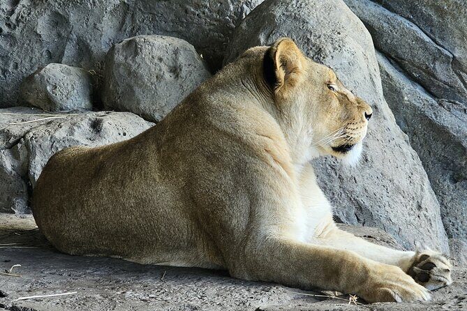 Lincoln Park Nature Museum and Zoo Public Walking Tour - Who Is This Tour Best For?