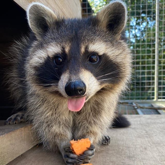 Lincolnshire: ARK Wildlife and Dinosaur Park Entry Ticket - An Honest Look at What the Park Offers