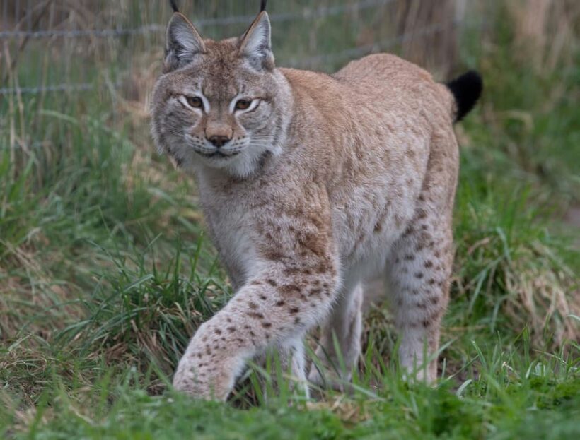 Lincolnshire: ARK Wildlife and Dinosaur Park Entry Ticket - The Practicalities of Visiting