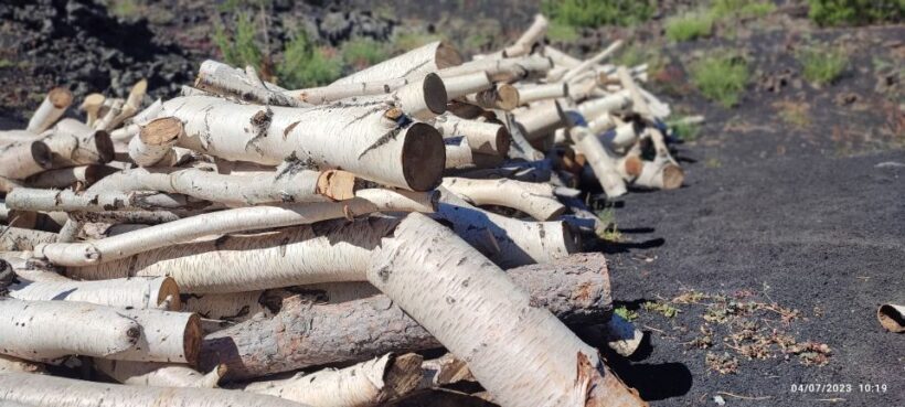 Linguaglossa: North Etna Guided Forest Walking Tour - Analyzing the Price and Value