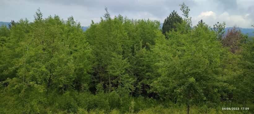 Linguaglossa: North Etna Guided Forest Walking Tour - FAQ